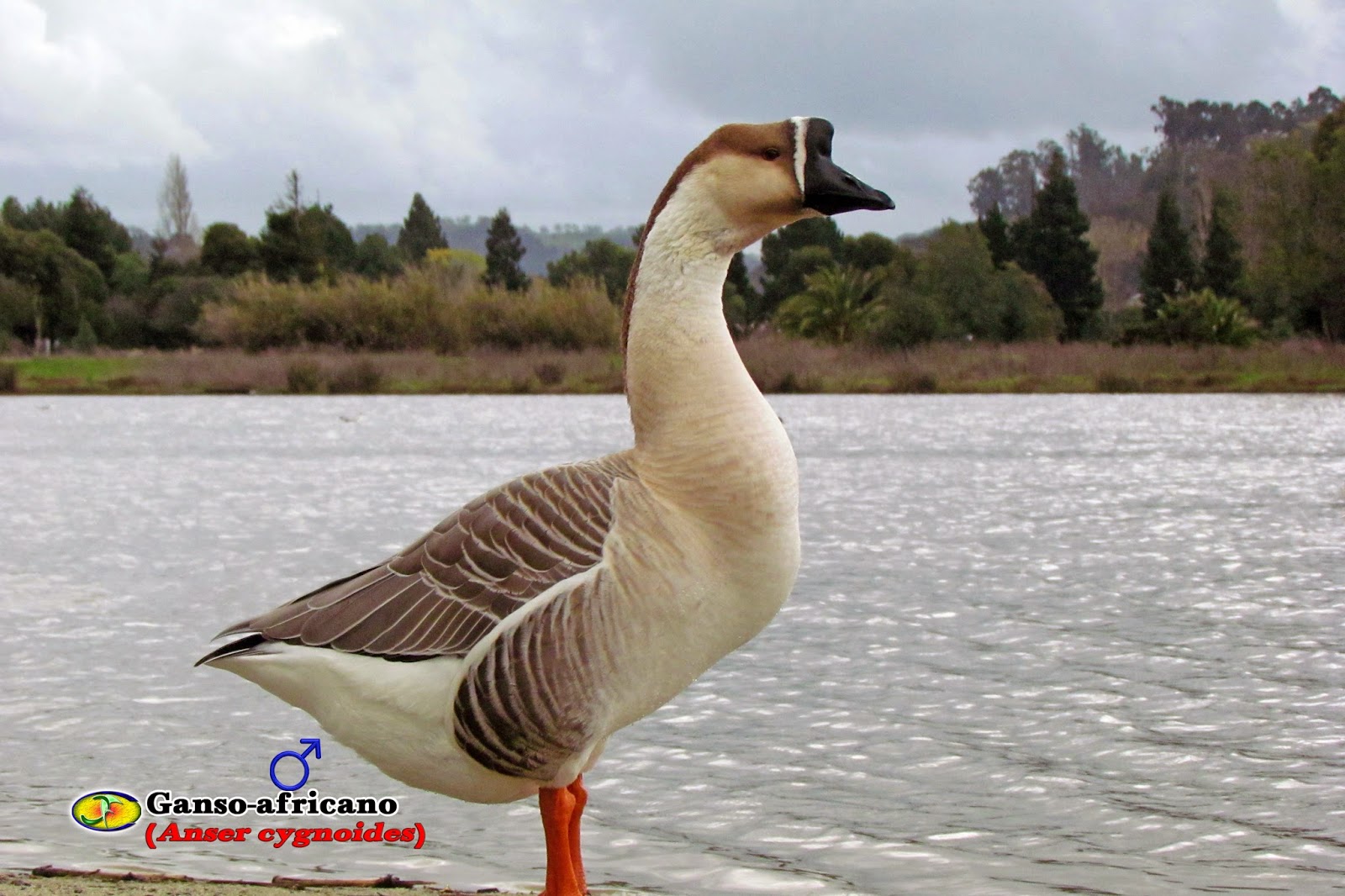 Zoologia: Ganso-africano (Anser cygnoides)